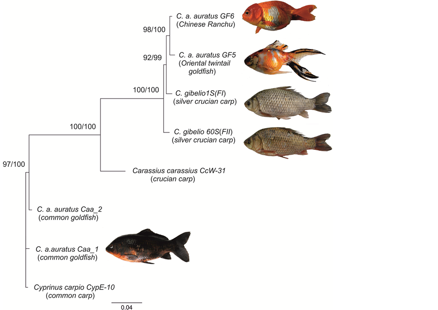Koi : Evolutionary Origins and Taxonomy