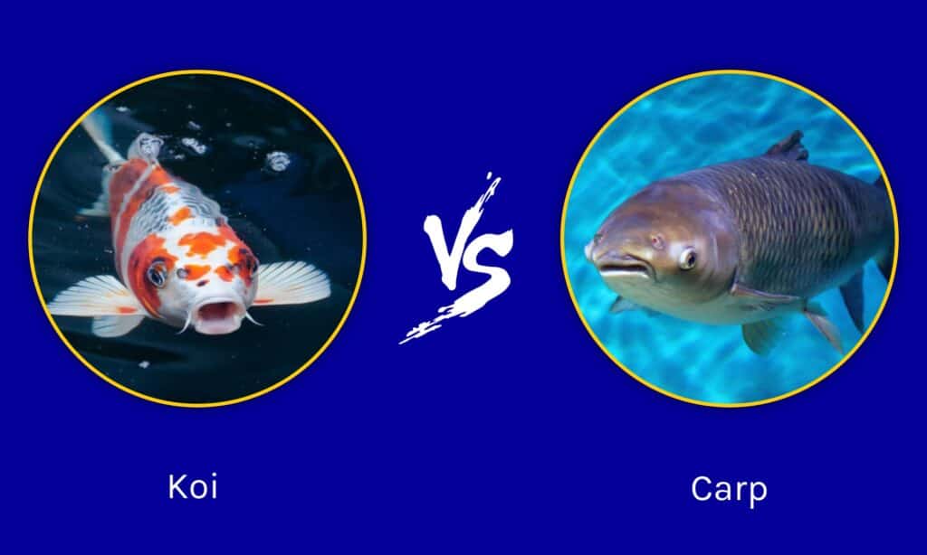 Decoding Nature's Masterpiece: 7 Scientific Distinctions Between Koi a