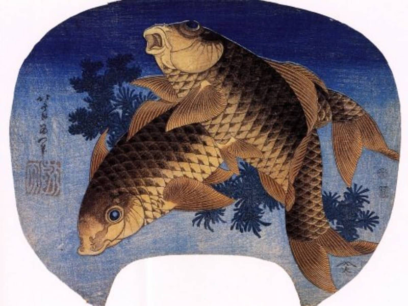 Comparative Analysis of Koi Culture: Japan's Living Art vs China's Aus