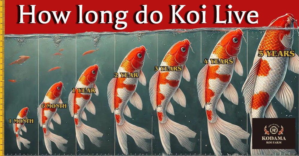 How Long Do Koi Fish Live? Key Factors Influencing Their Lifespan